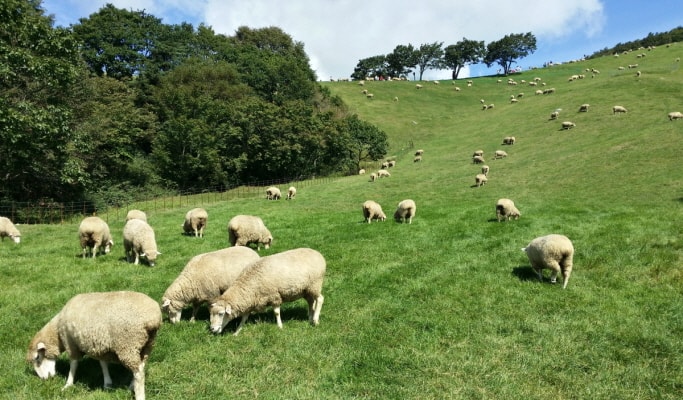 Daegwallyeong Sheep Farm + Bongpyeong Herbnara Farm 1 Day Tour - Trazy ...